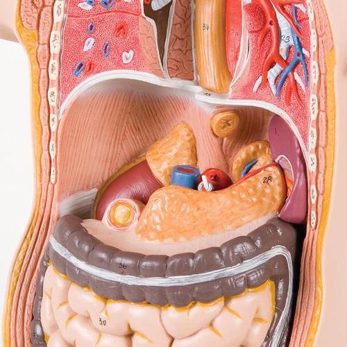 12-Part Mini Torso - MedicalSupplies.co.uk