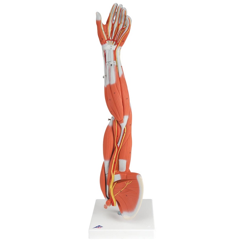 3/4 Life-Size Muscle Arm Model (6-Part) - MedicalSupplies.co.uk