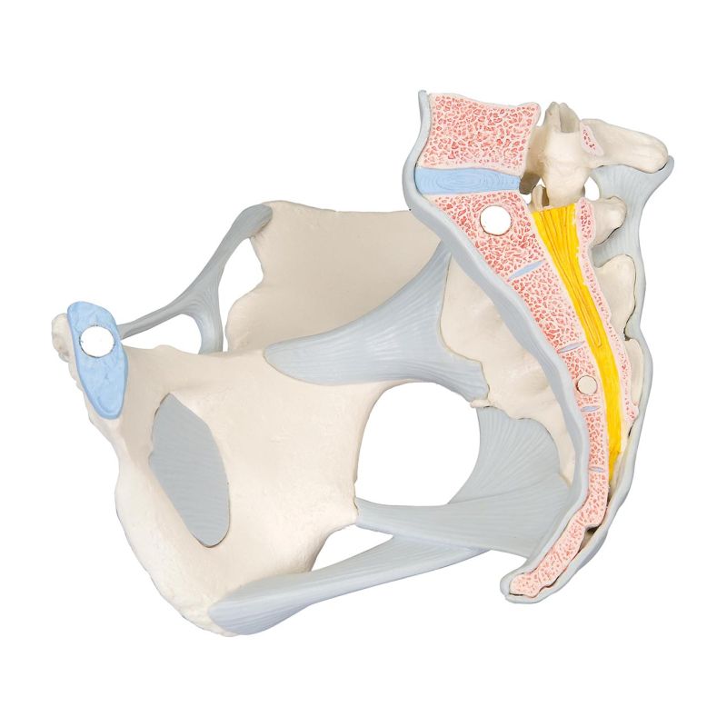 3-Part Female Pelvis Model with Ligaments - MedicalSupplies.co.uk