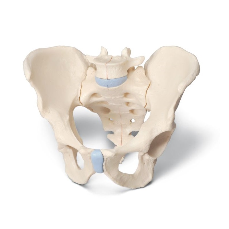 3-Part Pelvis Model - MedicalSupplies.co.uk