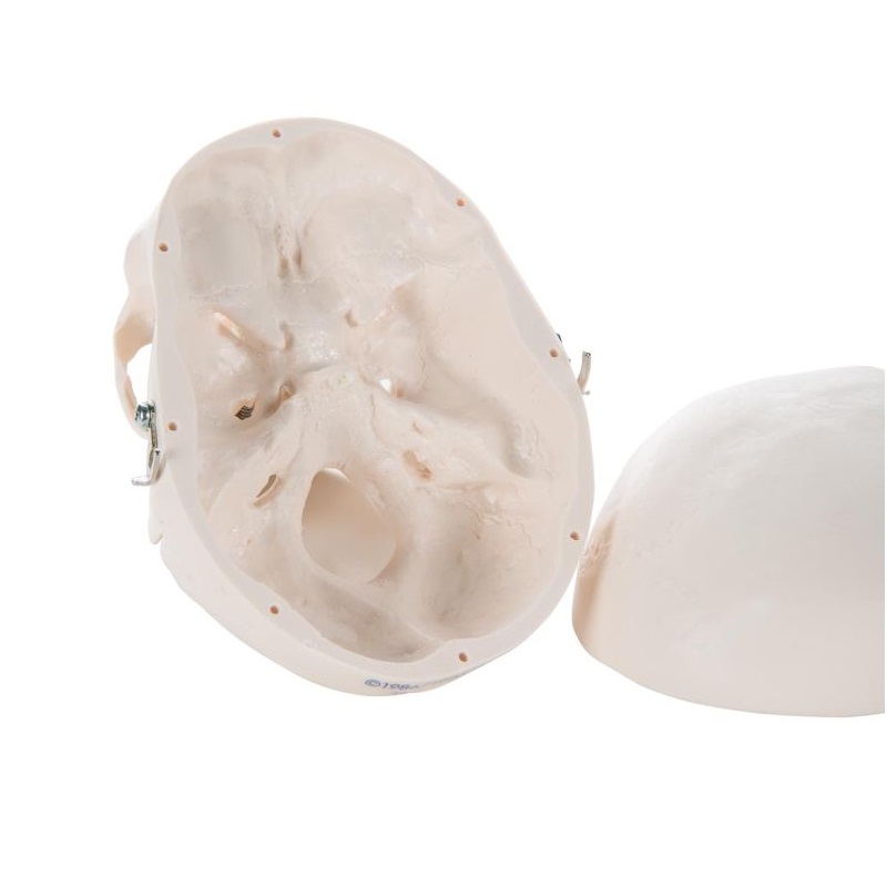 3-Part Mini Human Skull Model - MedicalSupplies.co.uk