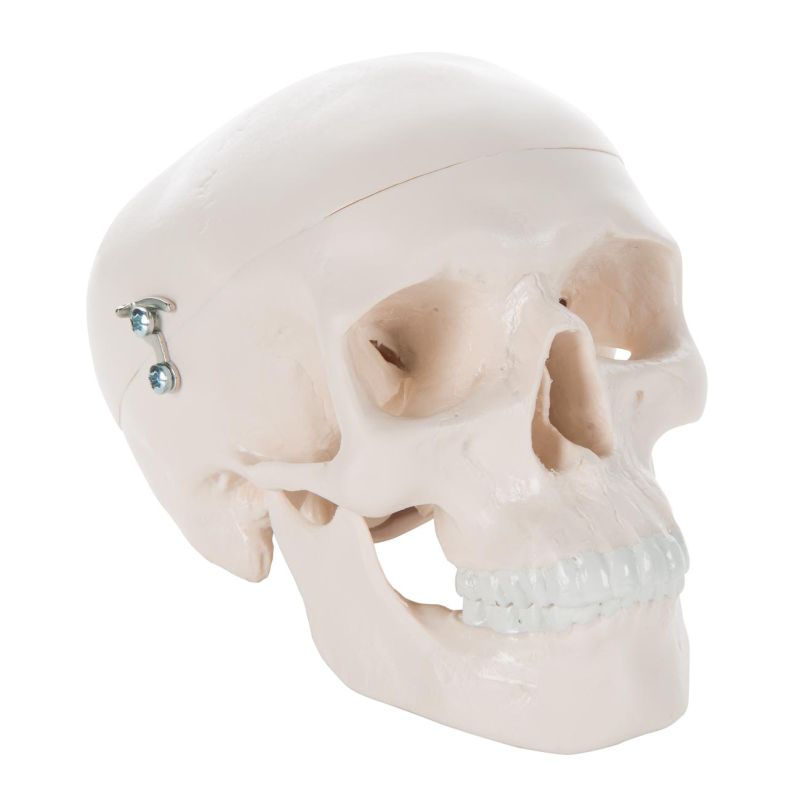 3-Part Mini Human Skull Model - MedicalSupplies.co.uk