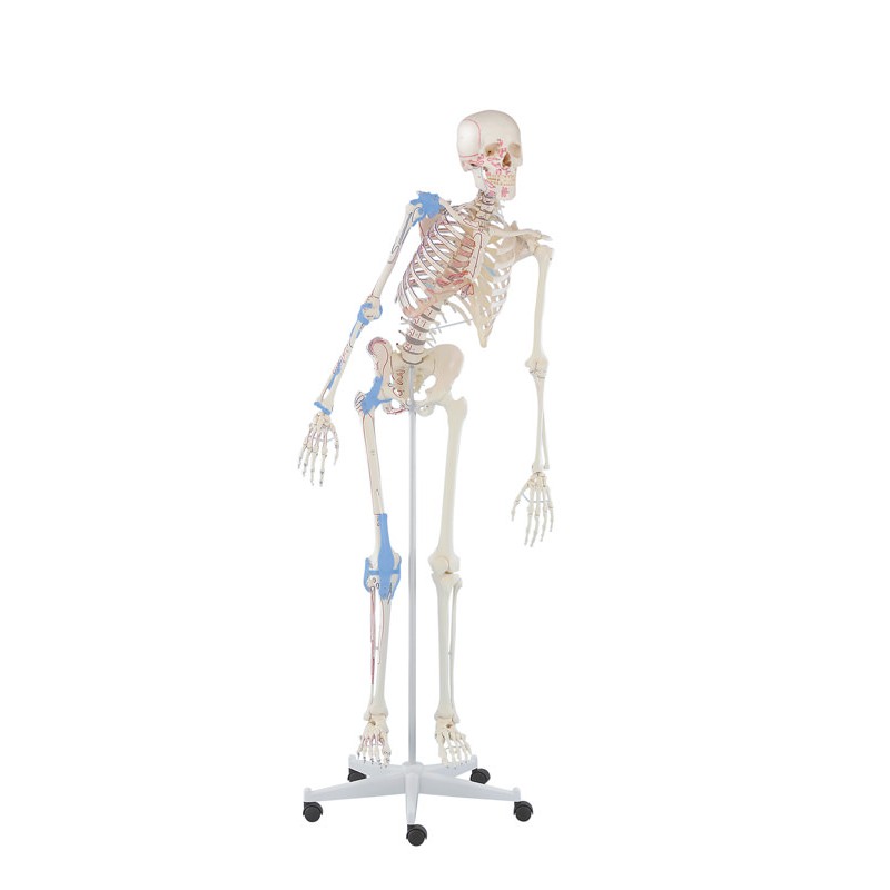 Erler-Zimmer Flexible Skeleton "Max" - MedicalSupplies.co.uk