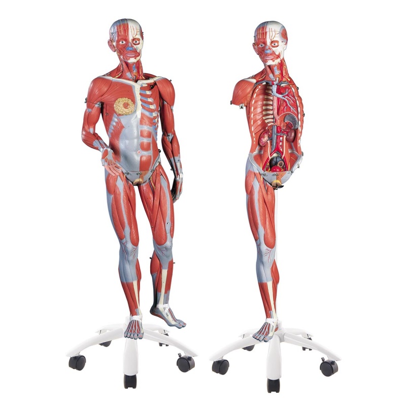 3/4 Life-Size Female Muscle Model (23-Part) - MedicalSupplies.co.uk