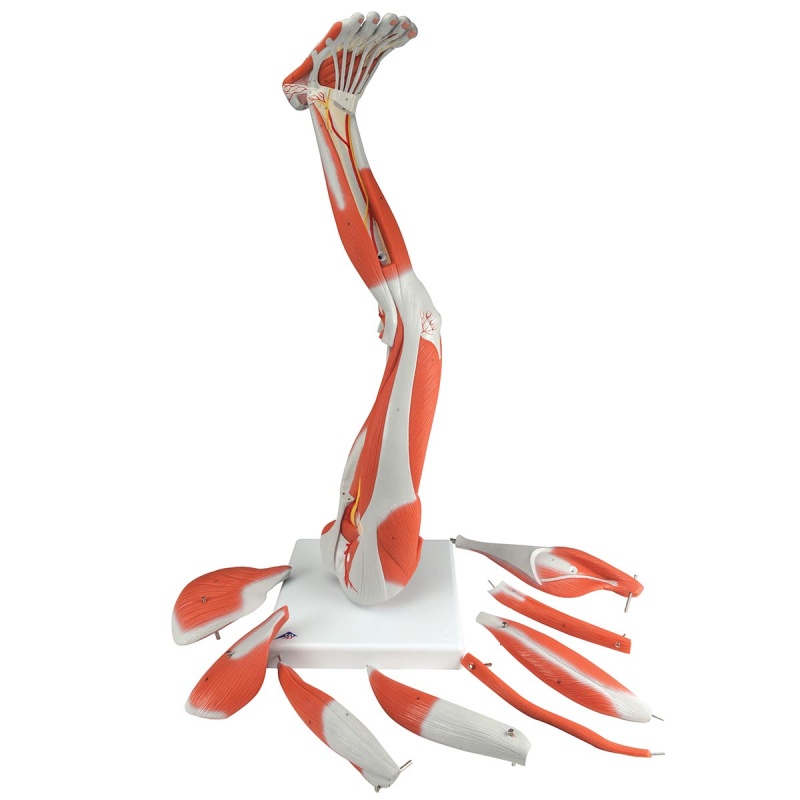 3/4 Life-Size Muscle Leg Model (9-Part) - MedicalSupplies.co.uk