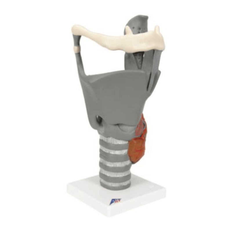 Anatomical Larynx Model - MedicalSupplies.co.uk