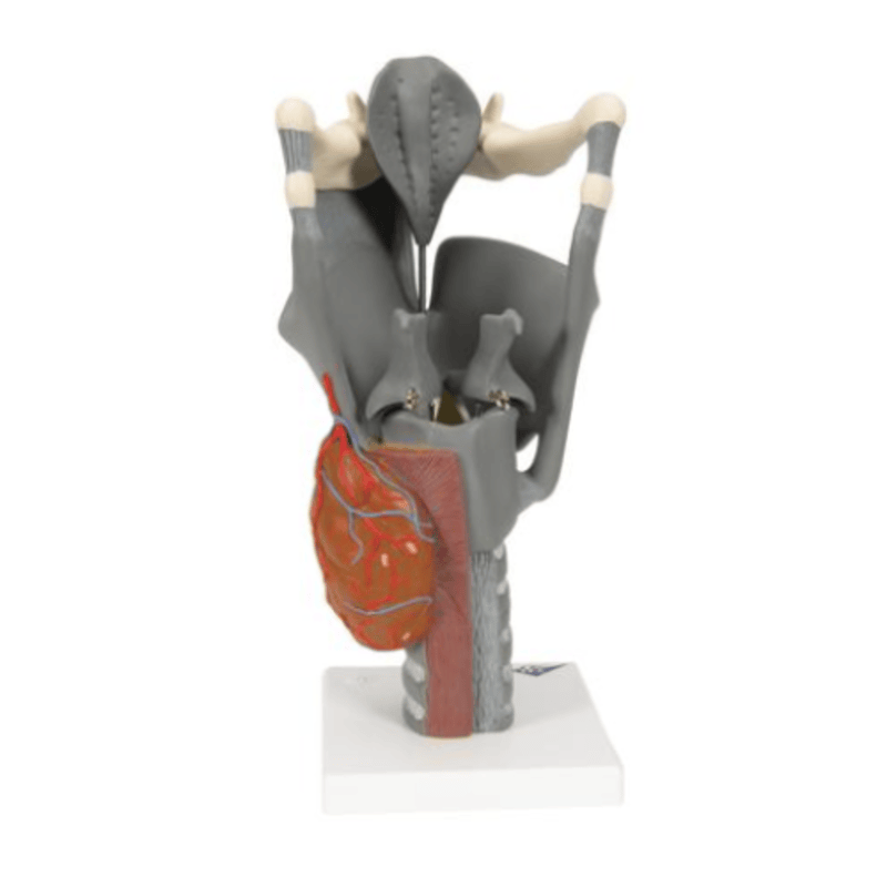 Anatomical Larynx Model - MedicalSupplies.co.uk
