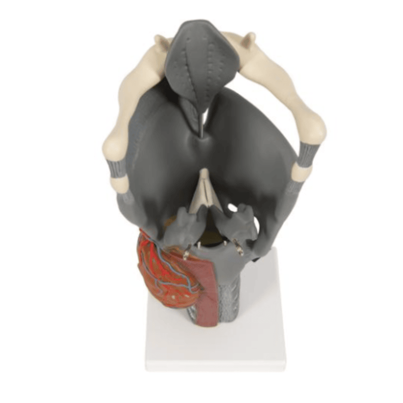 Anatomical Larynx Model - MedicalSupplies.co.uk