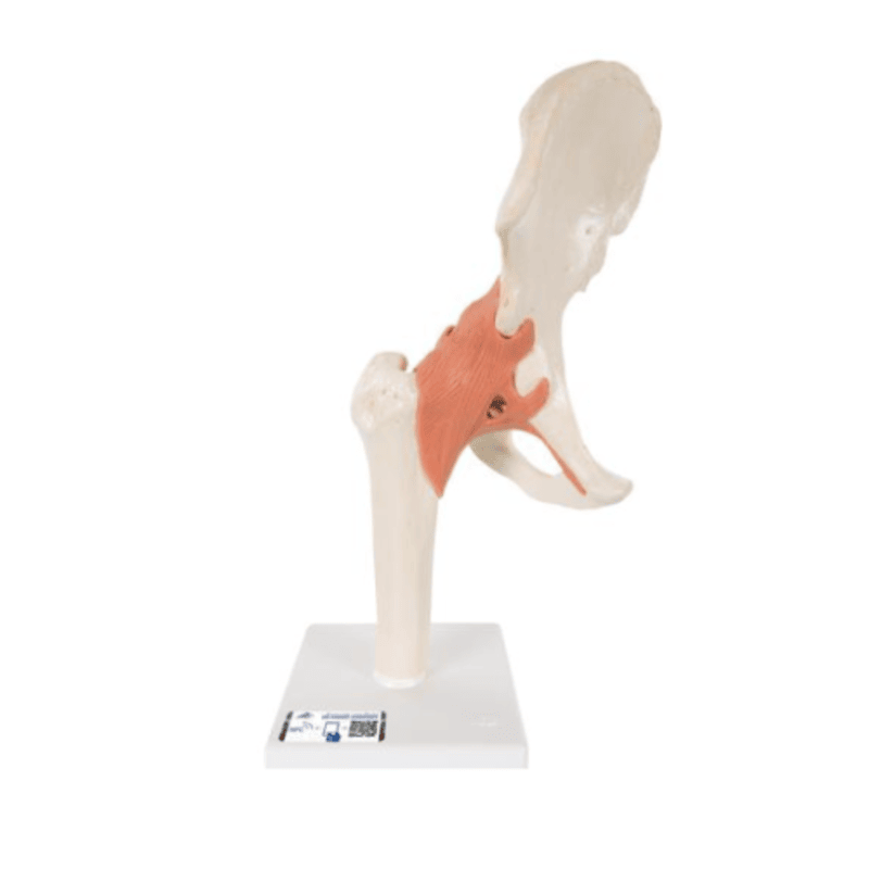 3BS Educational Anatomical Hip Model - MedicalSupplies.co.uk
