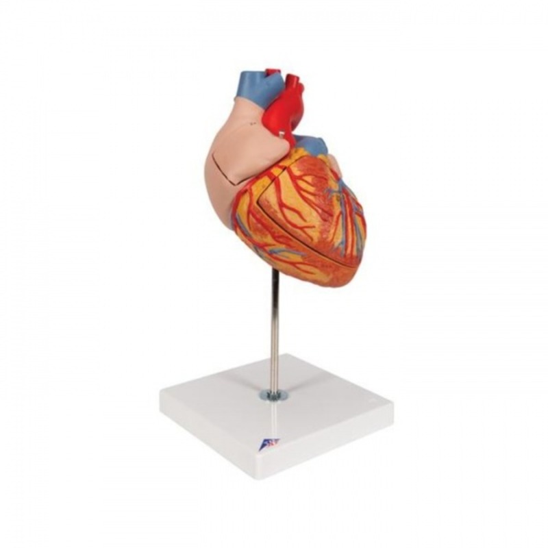 3BS MultiPart Anatomical Heart Model - MedicalSupplies.co.uk