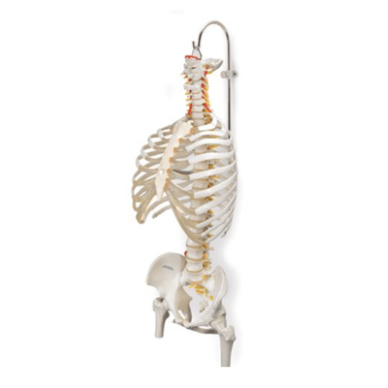 3BS Mini Skeleton and Spine Stand - MedicalSupplies.co.uk