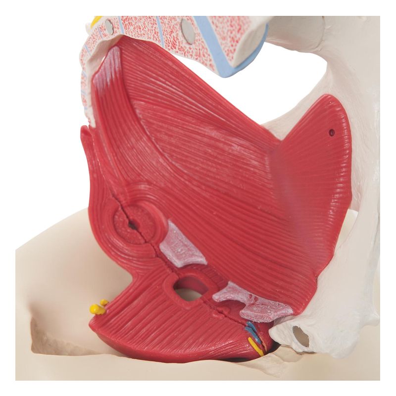 6-Part Female Pelvis Model - MedicalSupplies.co.uk