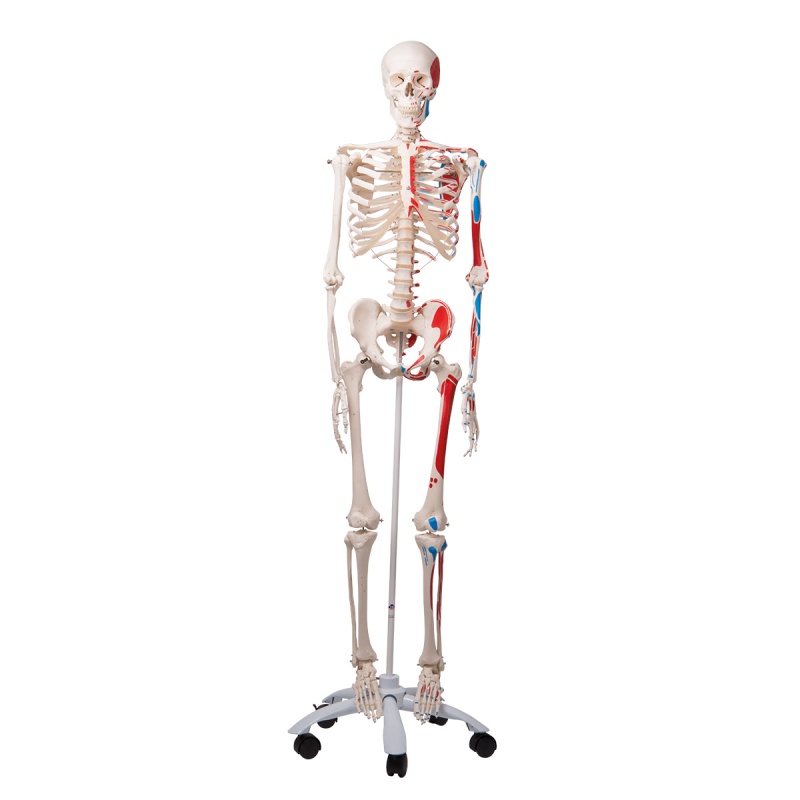 Anatomical Model Skeleton with Painted Muscles Max A11 ...