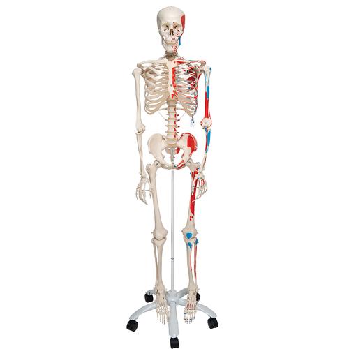 Anatomical Model Skeleton with Painted Muscles Max A11 ...