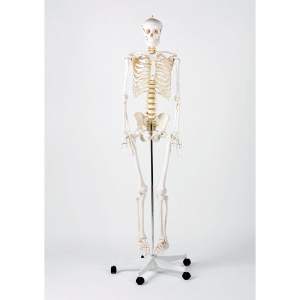 Anatomical Model Life-Size Skeleton - MedicalSupplies.co.uk