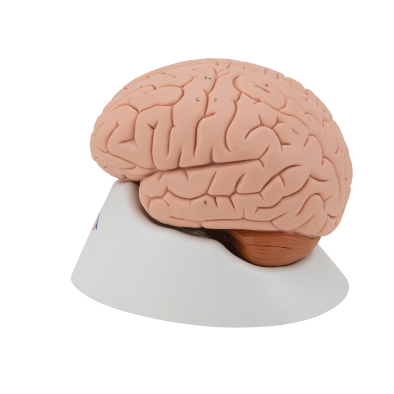 3B Scientific Brain Model (4-Part) - MedicalSupplies.co.uk