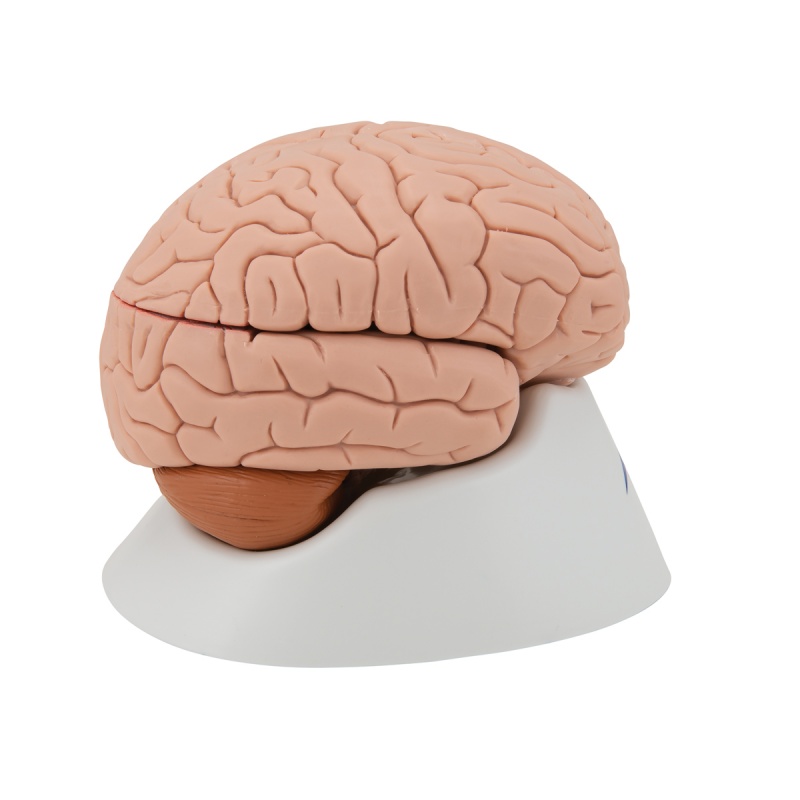 3B Scientific Brain Model (4-Part) - MedicalSupplies.co.uk