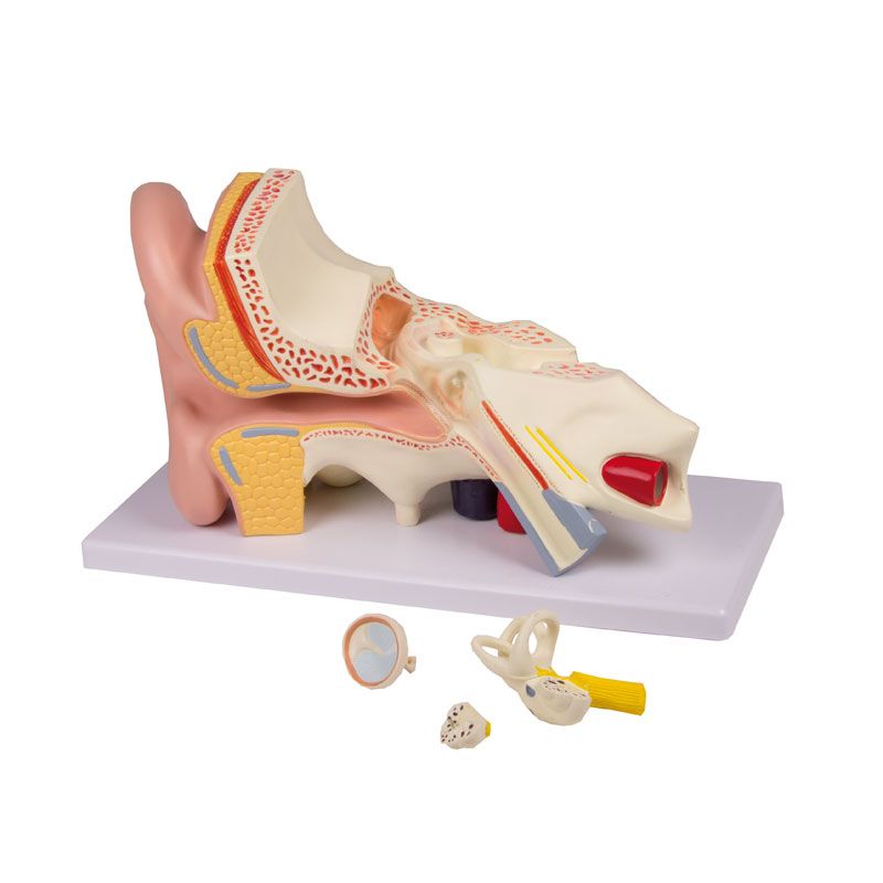 3-Times Life-Size Ear Model (4-Part) - MedicalSupplies.co.uk