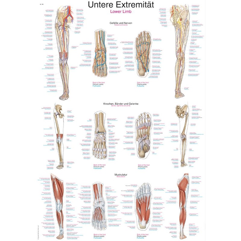 "Lower Limb" Anatomy Chart - MedicalSupplies.co.uk