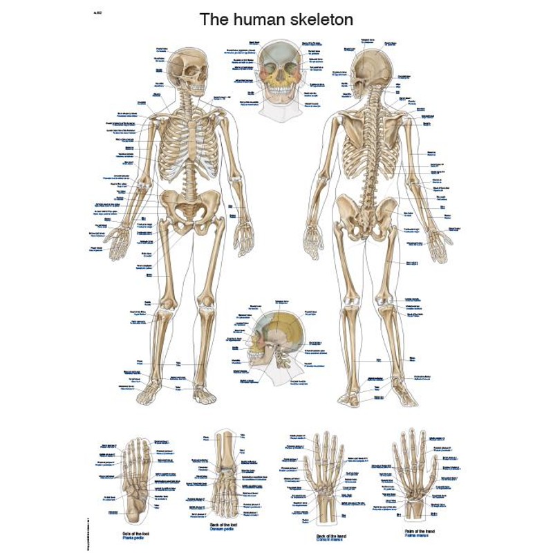 "The Human Skeleton" Anatomy Chart - MedicalSupplies.co.uk