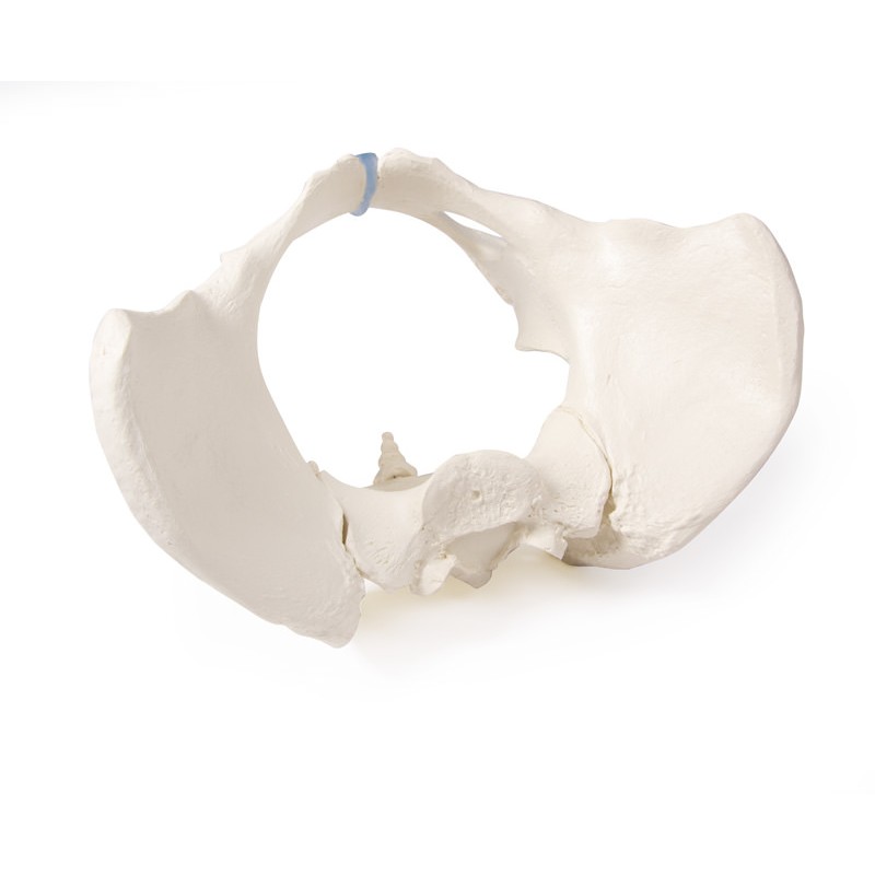 Female Pelvis Model with Sacrum - MedicalSupplies.co.uk