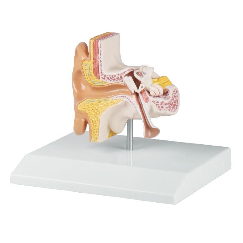 Erler-Zimmer 1.5 Life-Size Ear Model - MedicalSupplies.co.uk