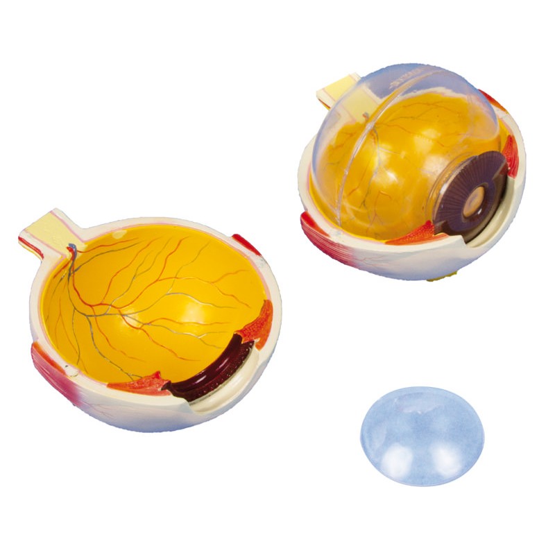 6-Times Life-Size Eye Model (6-Part) - MedicalSupplies.co.uk