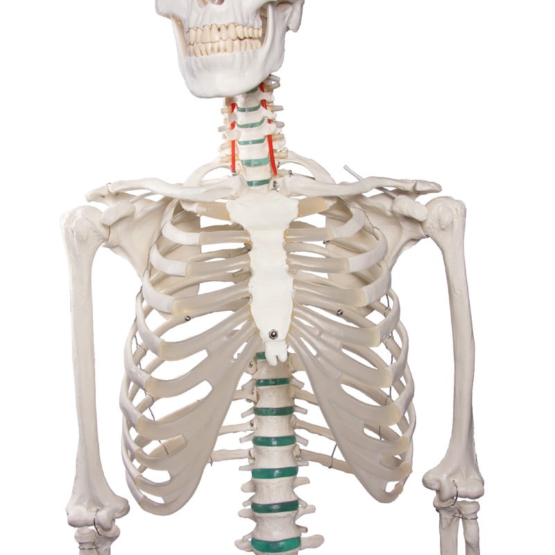 Full-Size Skeleton Model Oscar - MedicalSupplies.co.uk