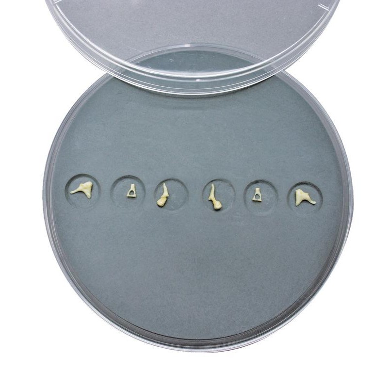 Erler-Zimmer Auditory Ossicles Model Set - MedicalSupplies.co.uk