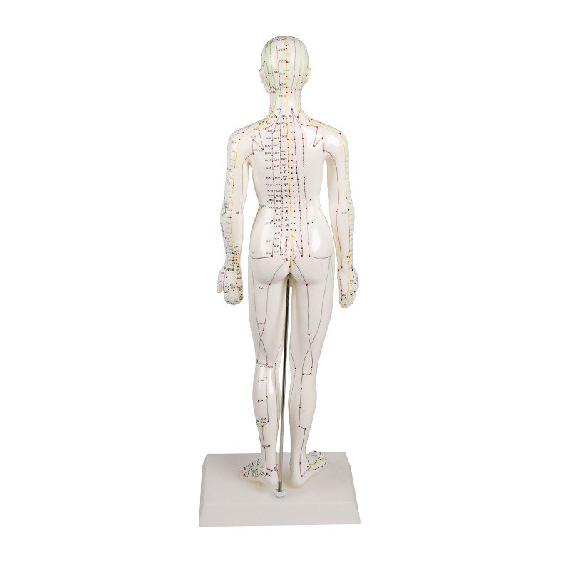 Chinese Acupuncture Female Figure - MedicalSupplies.co.uk