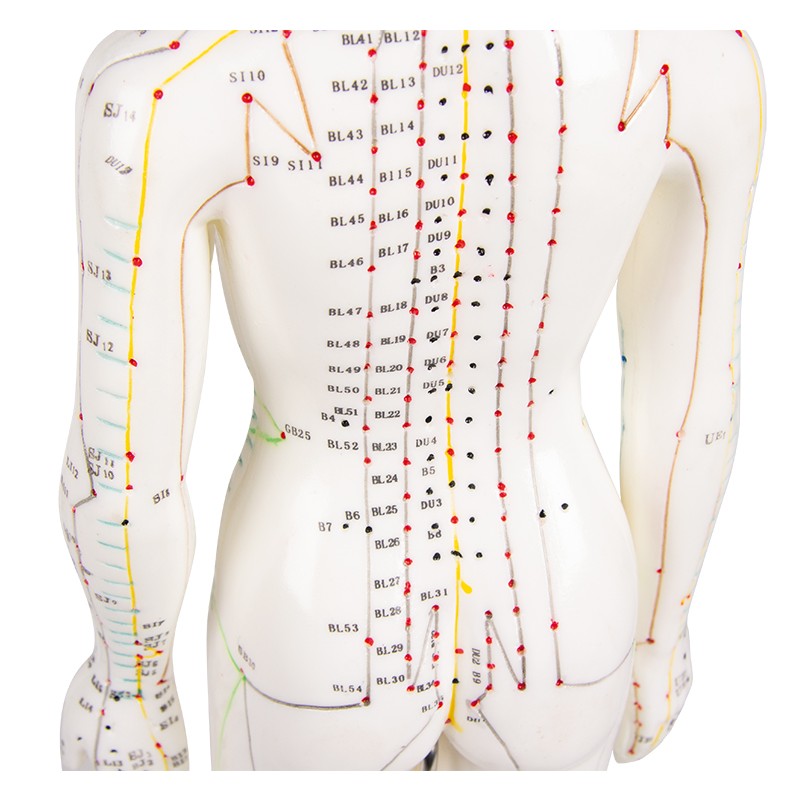 Chinese Acupuncture Female Figure - MedicalSupplies.co.uk