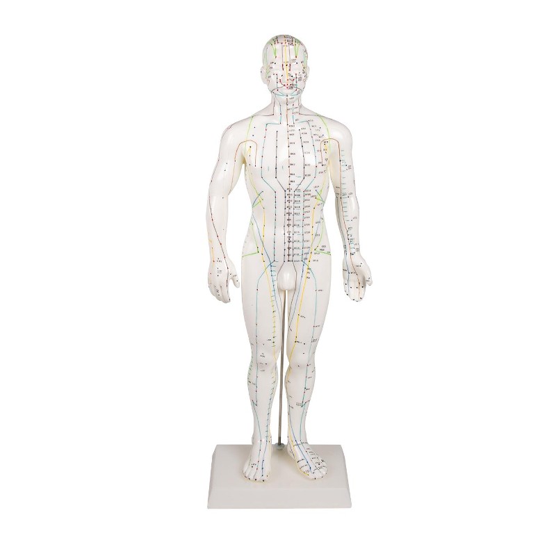 Chinese Acupuncture Male Figure - MedicalSupplies.co.uk