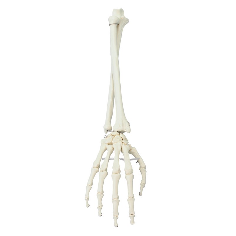 Forearm and Hand Skeleton Model - MedicalSupplies.co.uk