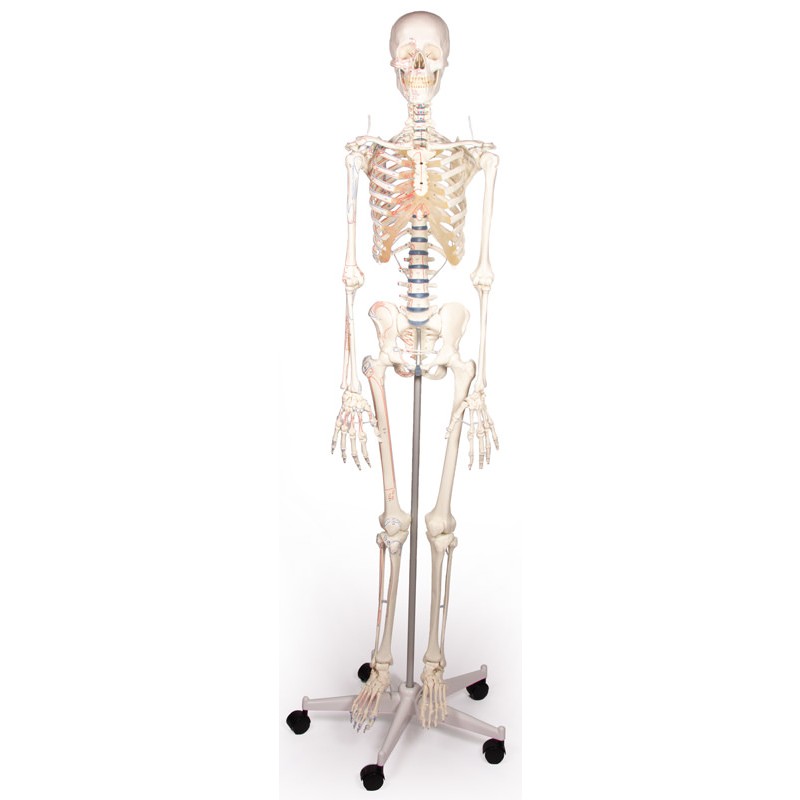 Full-Size Skeleton Model Arnold - MedicalSupplies.co.uk