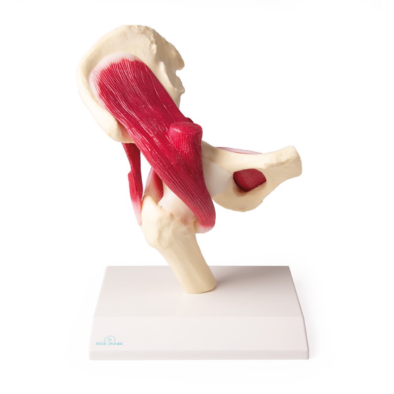Erler-Zimmer Hip Joint Model w/ Muscles - MedicalSupplies.co.uk