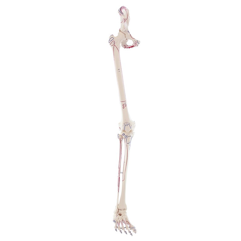 Leg Skeleton Model with Muscle Markings - MedicalSupplies.co.uk