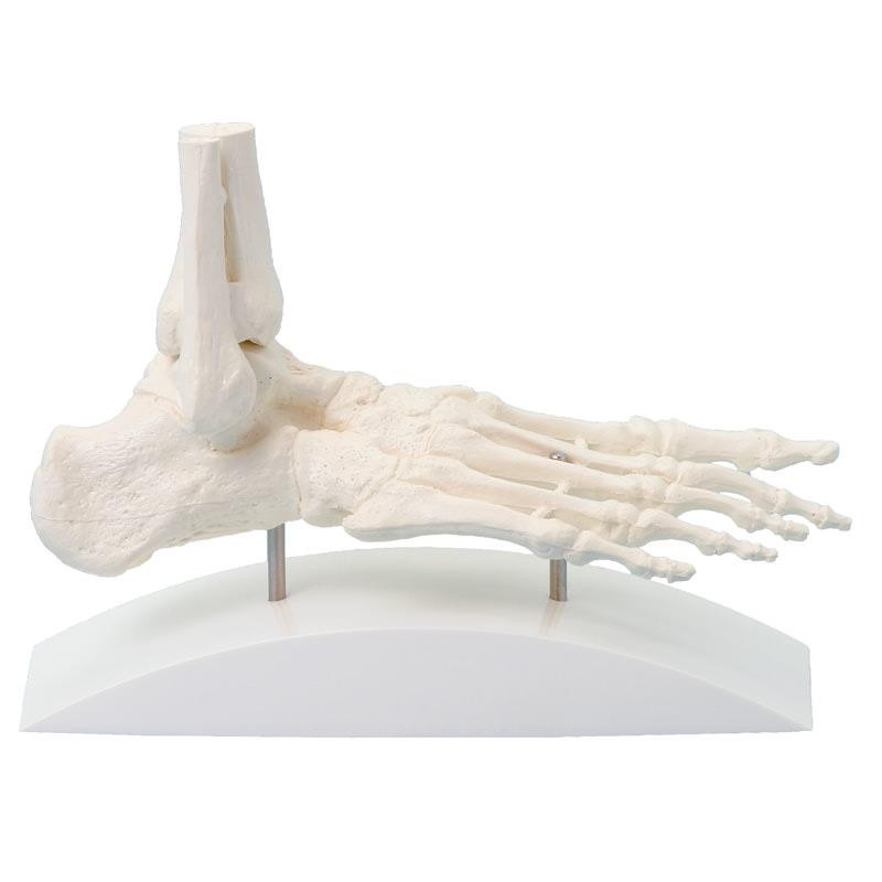 One Piece Skeleton Foot Model - MedicalSupplies.co.uk