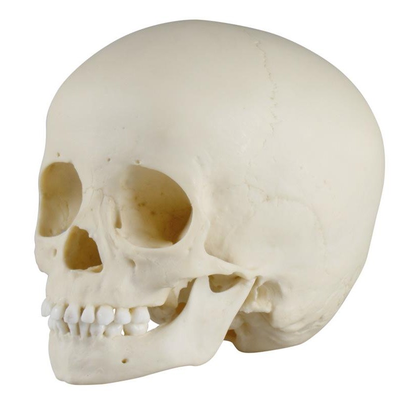 Best Skull Models for Students 2025 - MedicalSupplies.co.uk