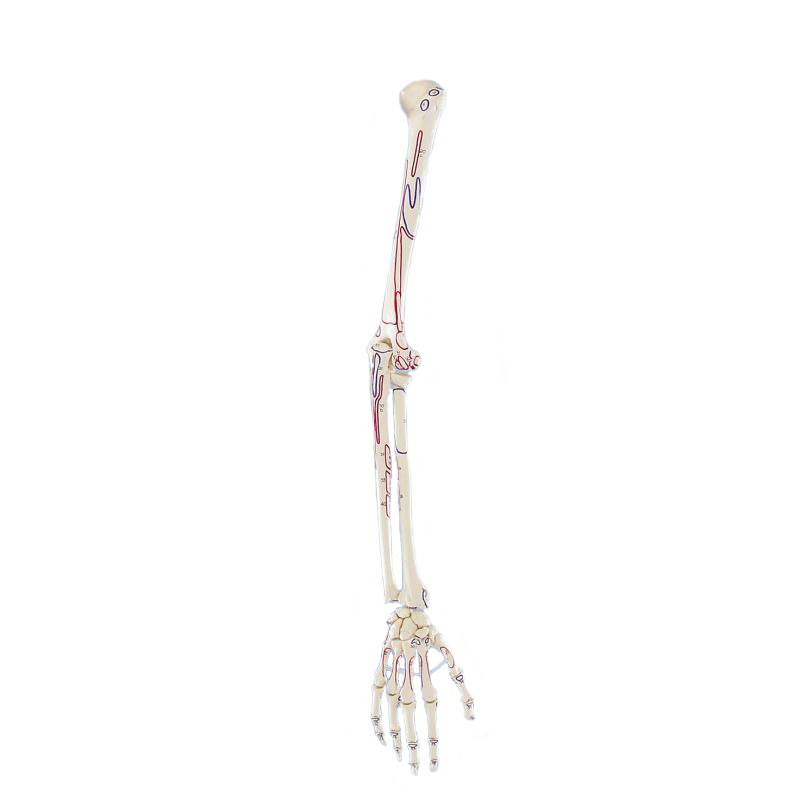 Skeleton Arm Model with Muscle Markings - MedicalSupplies.co.uk