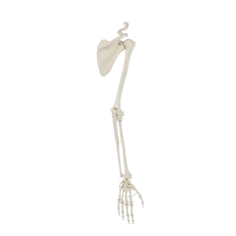 Skeleton Arm Model with Shoulder Girdle - MedicalSupplies.co.uk