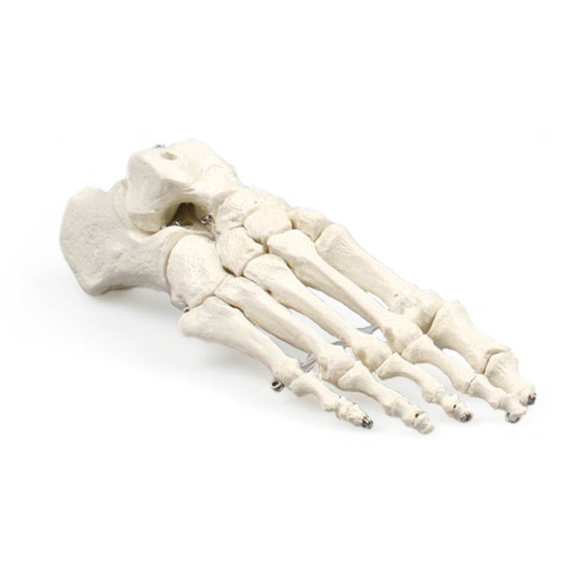 Erler-Zimmer Skeleton Foot Model - MedicalSupplies.co.uk