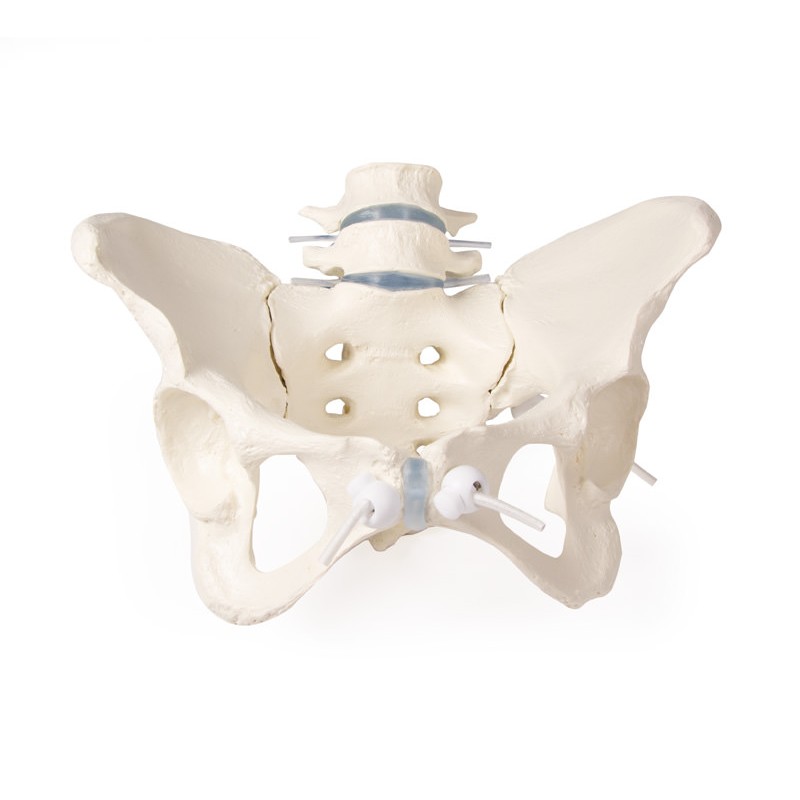Female Pelvis Model w/ Sacrum and Lumbar - MedicalSupplies.co.uk