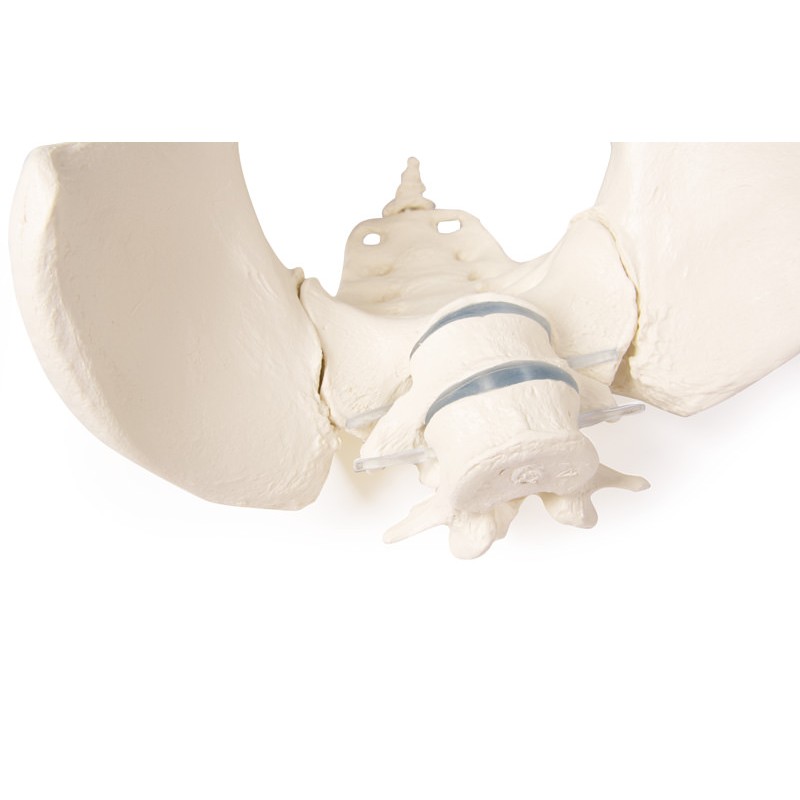 Female Pelvis Model w/ Sacrum and Lumbar - MedicalSupplies.co.uk
