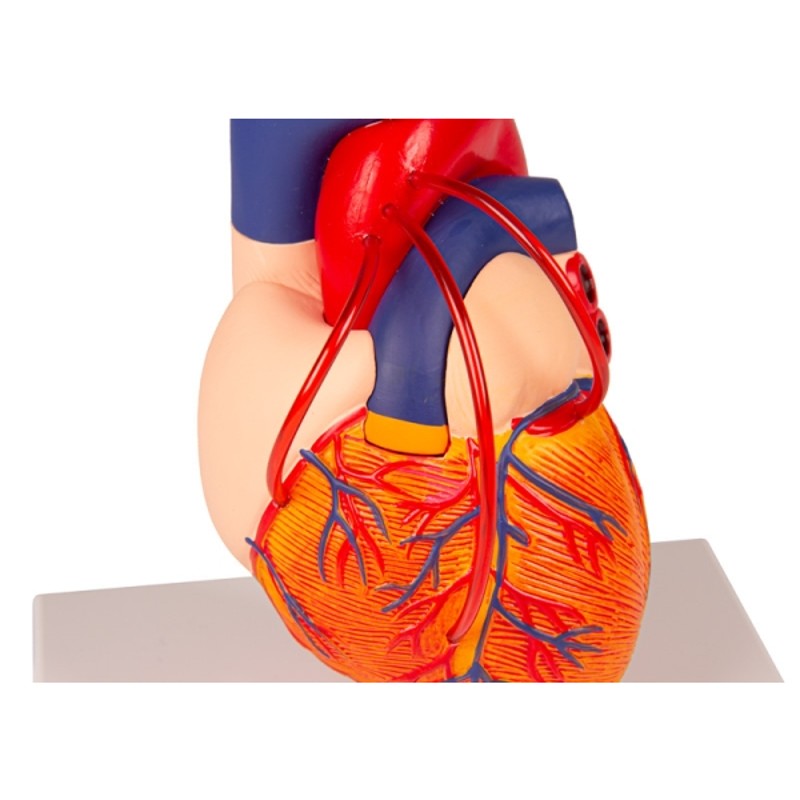 Erler-Zimmer Heart Bypass Model (2-Part) - MedicalSupplies.co.uk