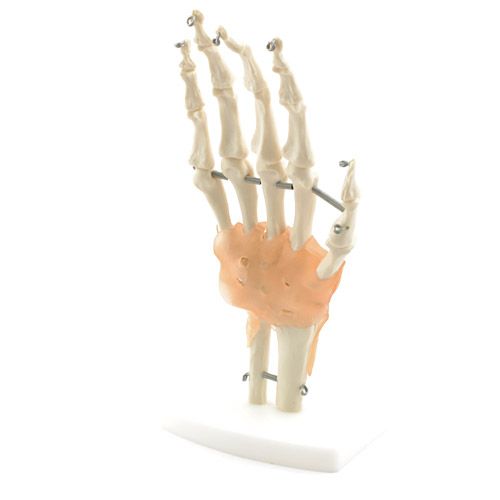 Hand Skeleton with Ligaments - MedicalSupplies.co.uk