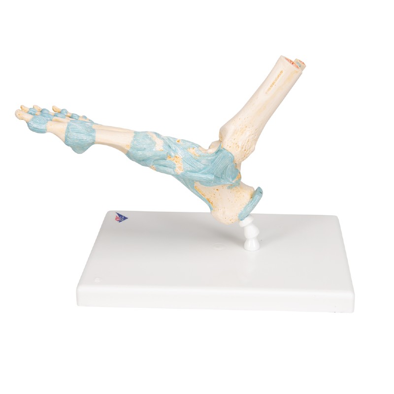 Foot Skeleton Model with Ligaments - MedicalSupplies.co.uk