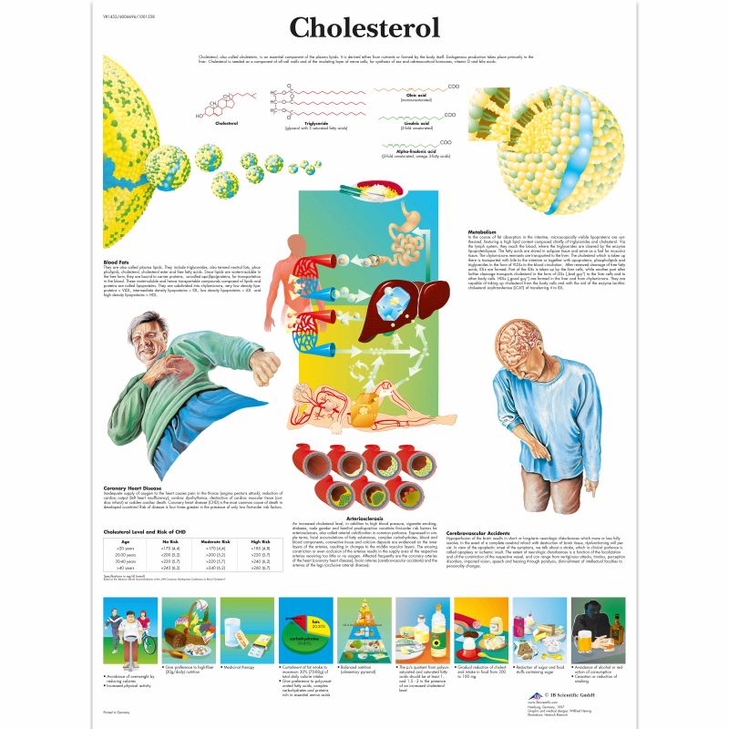 Cholesterol Chart - MedicalSupplies.co.uk