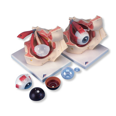 Classic Eye in Orbit Model, 3 Times Full-Size (7-Part ...