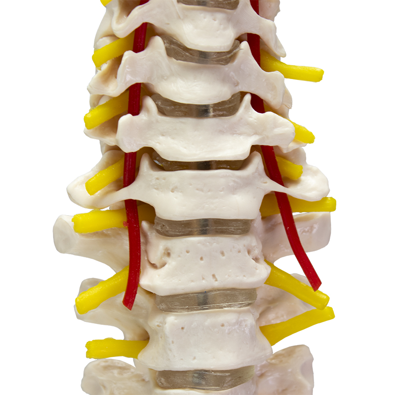 Anatomical Lifesize Spine with Pelvis Model - MedicalSupplies.co.uk