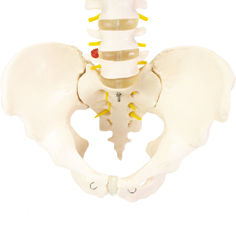 Anatomical Lifesize Spine with Pelvis Model - MedicalSupplies.co.uk